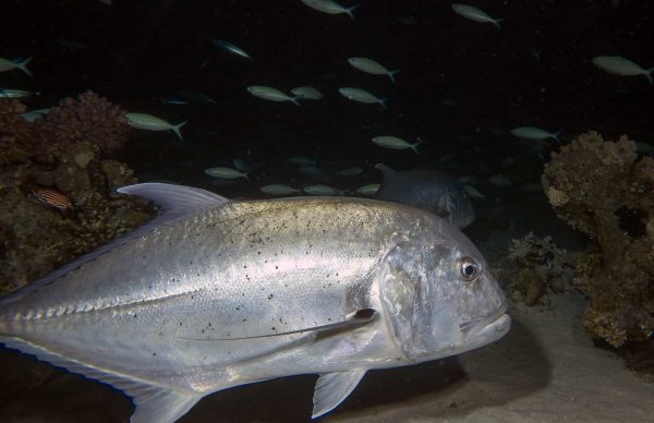 Hawaiian Papio Fish (Ulua): How It Tastes and How To Cook It - Cuisine ...