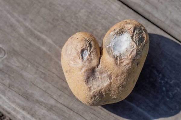 What Do Rotten Potatoes Smell and Taste Like? - Cuisine Seeker